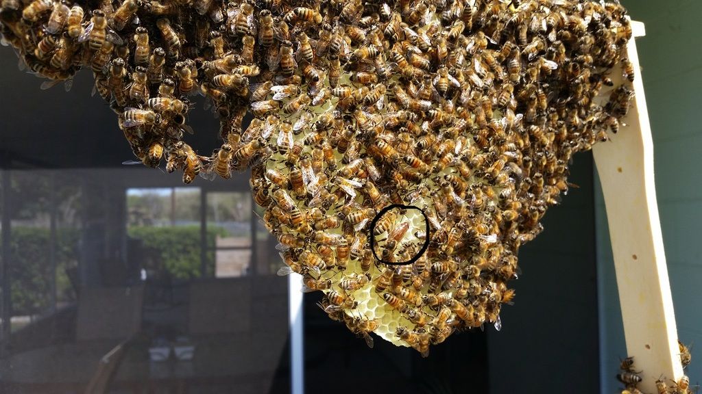 Removal from Mobile Home Wall In Florida | Beesource Beekeeping Forums